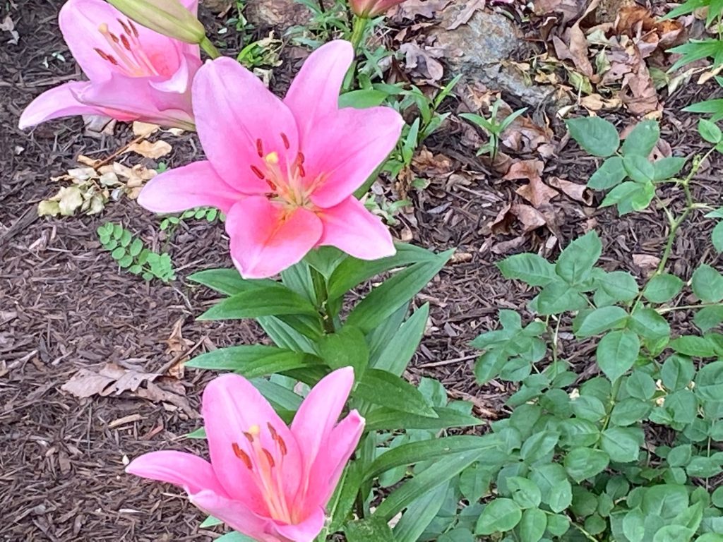 Pink Lilies - My Garden