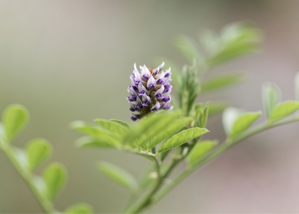 How to Grow Licorice Plant: A Comprehensive Guide - My Garden
