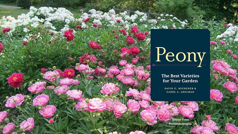 The Colorful World of Peony Colors: A Hilarious Guide to Choosing the ...